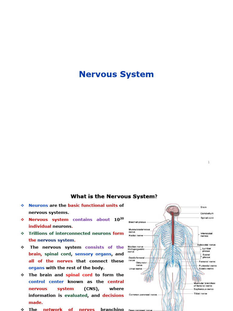 Central Peripheral and Autonomic Nervous System 1721639978874 | PDF ...