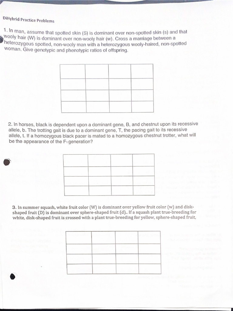 Chapter 10: Dihybrid Cross Worksheet | PDF