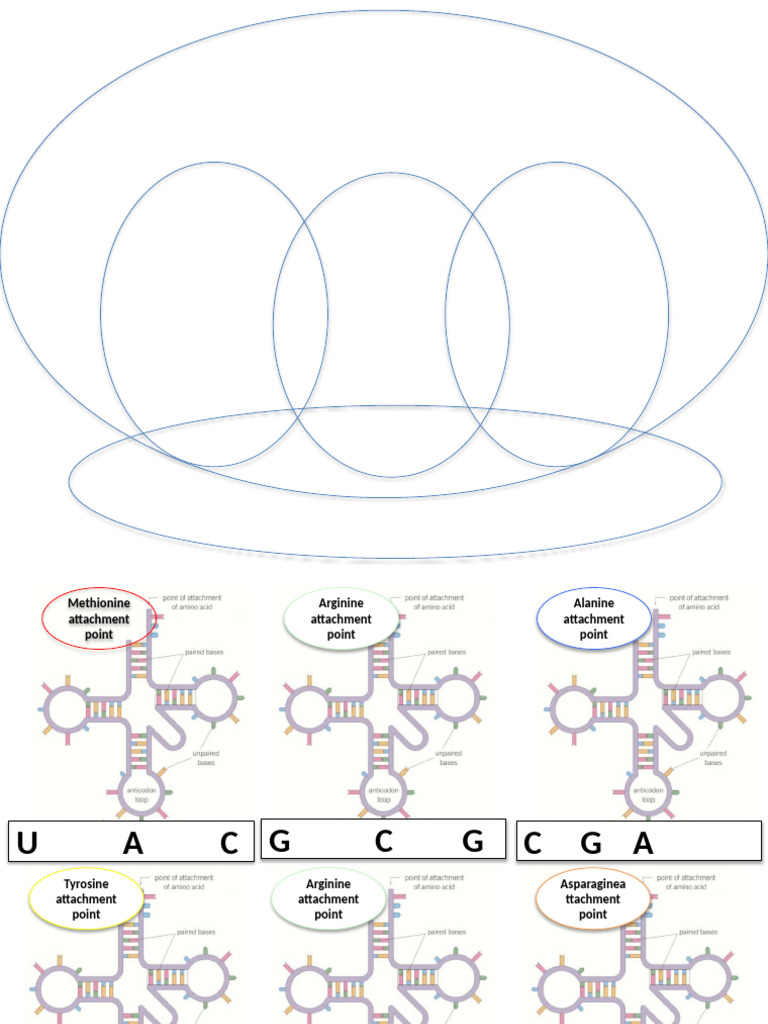 Protein Synthesis Model TRNA | PDF