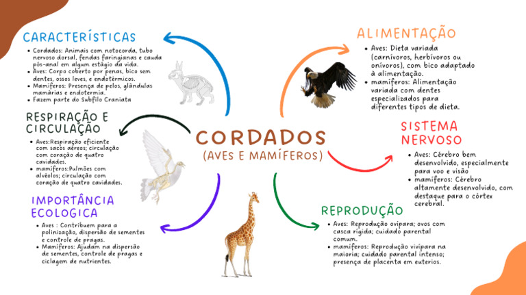 Mapa Mental Biologia Cordados .PDF-1 | PDF | Aves | Mamíferos