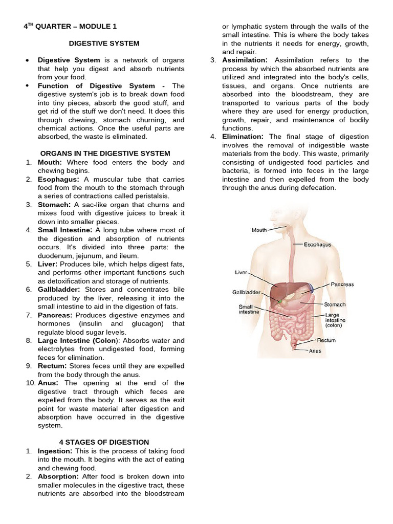 Digestive System Handouts | PDF | Digestion | Small Intestine