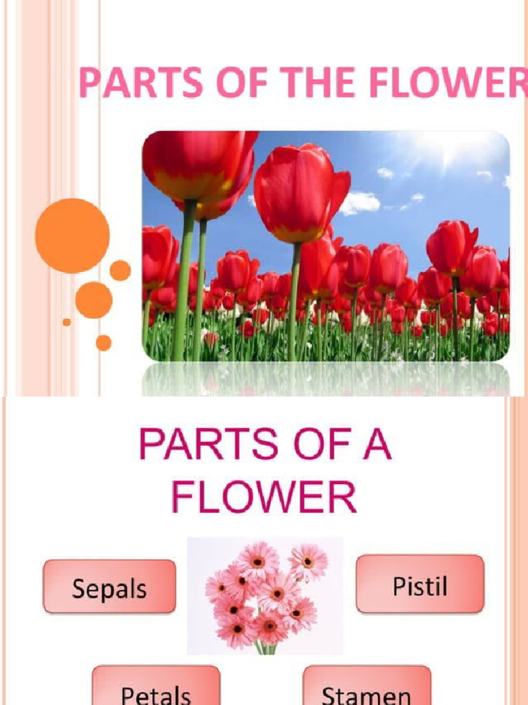 Parts of A Flower | PDF