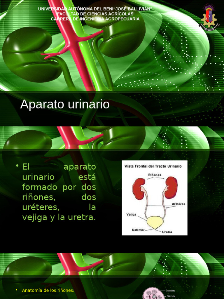 Aparato Urinario | PDF | Sistema urinario | Riñón