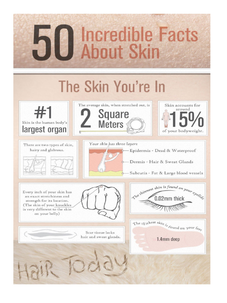 L’Oreal's 3D Bioprinting of Human Skin | PDF | Skin | Burn