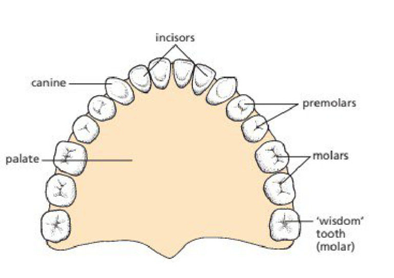 Types of Teeth | PDF