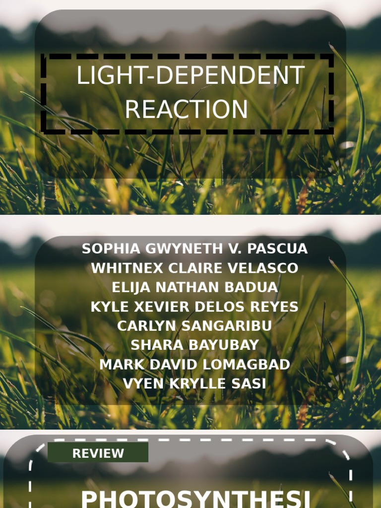 Light Dependent Reaction | PDF | Photodissociation | Photosynthesis