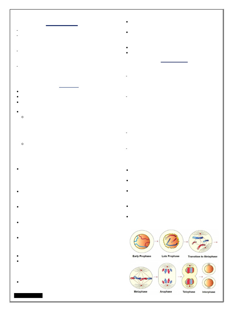 Mitosis | PDF | Mitosis | Histology
