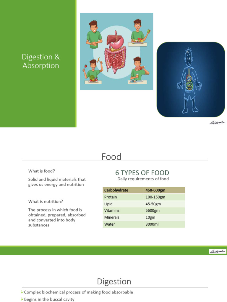 Chapter 3-Digestion & Absorption | PDF | Digestion | Stomach