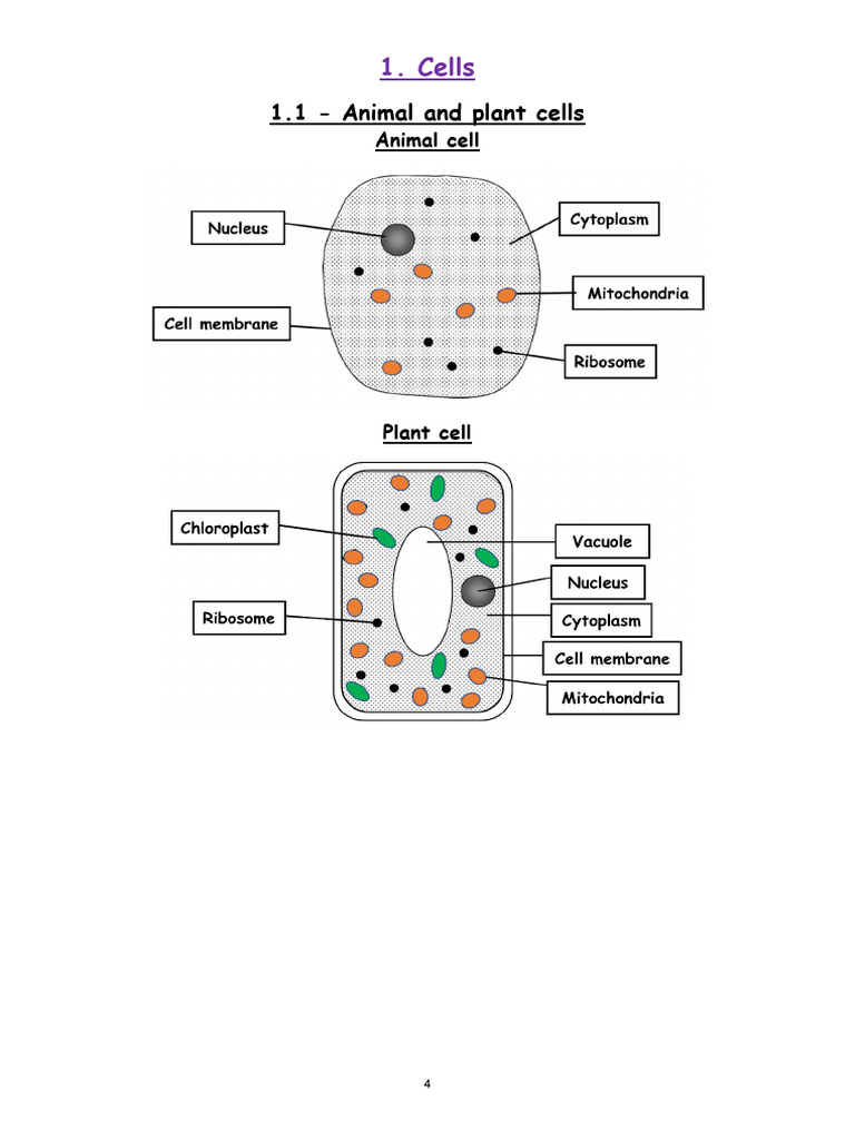 Cell worksheet | PDF | Cell (Biology) | Plants