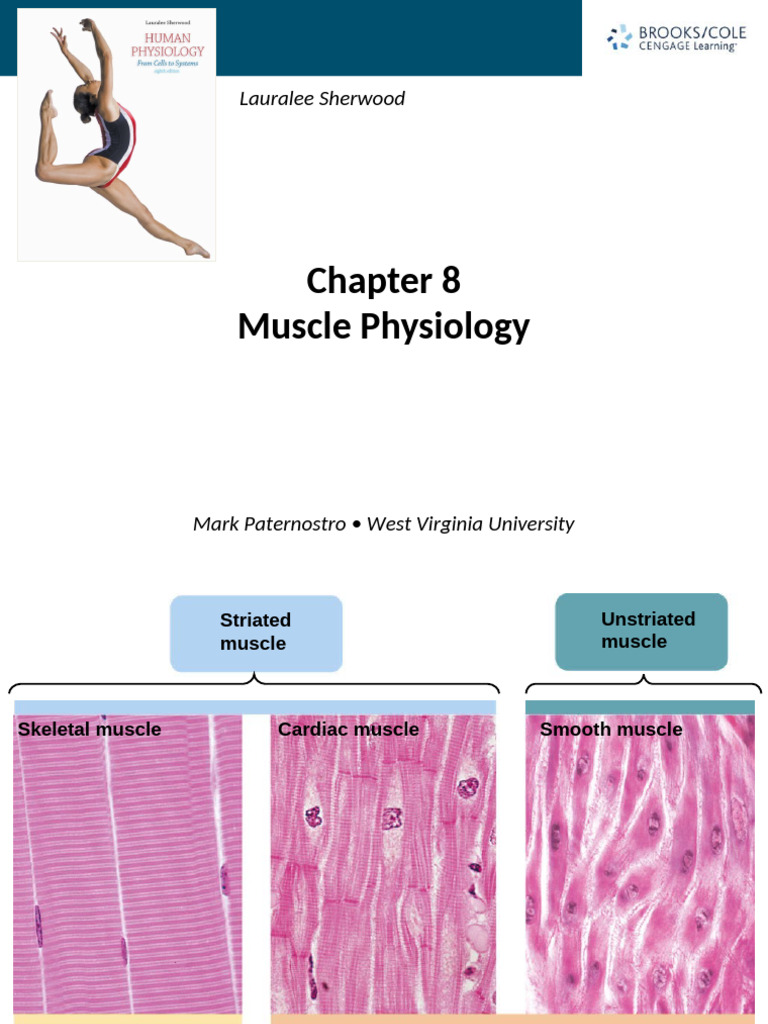 Sherwood Chapter 8 Muscle | PDF | Muscle Contraction | Skeletal Muscle