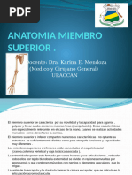 Anatomía del Húmero y sus Partes | PDF | Hombro | Sistema ...