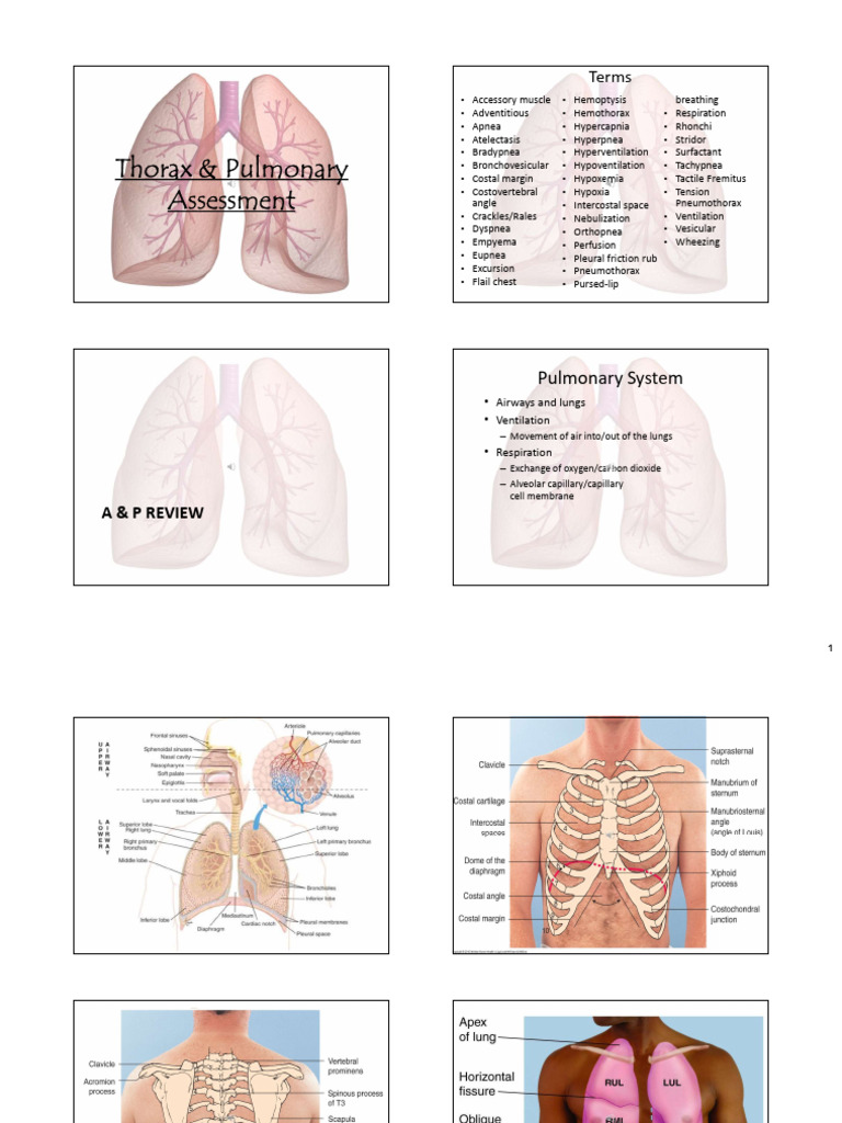 Thorax & Pulmonary Assessment | PDF | Respiratory Tract | Lung