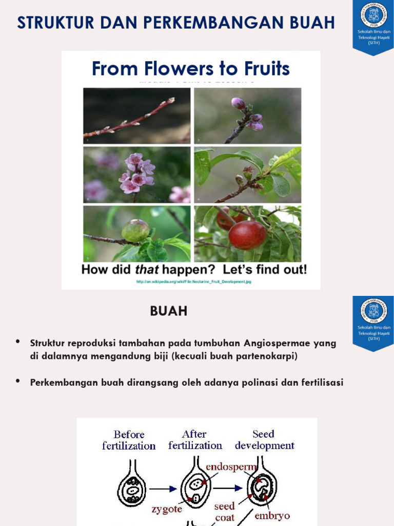 Struktur Dan Perkembangan Buah | PDF