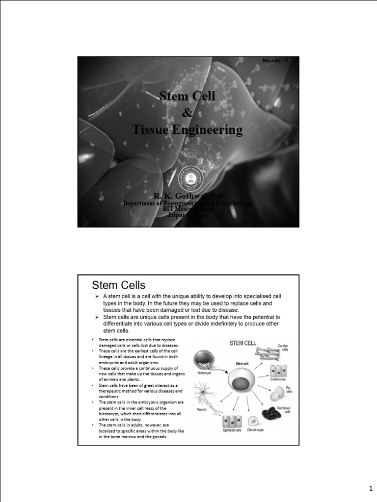 Stem Cell & Tissue Engineering Guide | PDF | Tissue Engineering | Cell ...