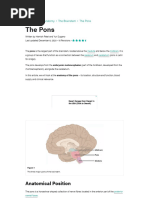 Anatomy and Function of the Pons | PDF | Brainstem | Human Anatomy