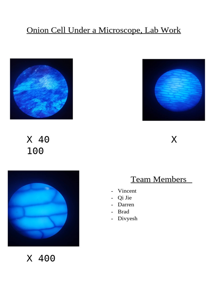 Onion Cell Microscope Analysis | PDF