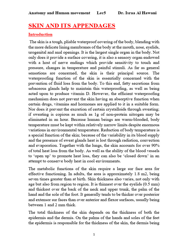 Anatomy and Human Movement Lec5 DR | PDF | Skin | Epidermis