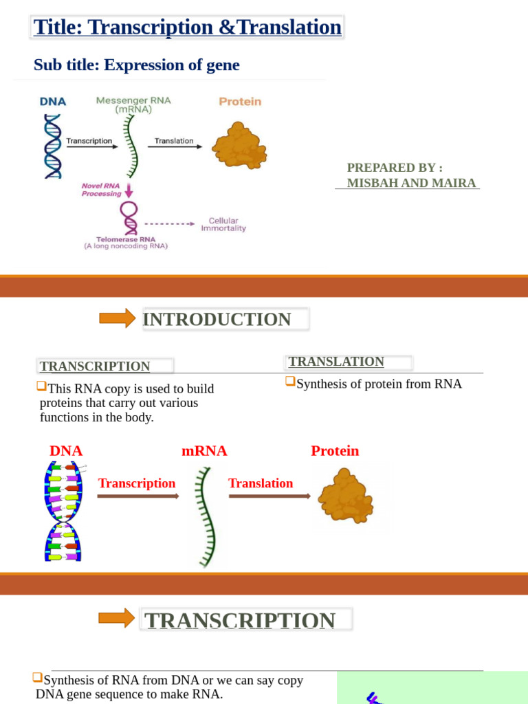 Translation and Transcription | PDF | Rna | Translation (Biology)