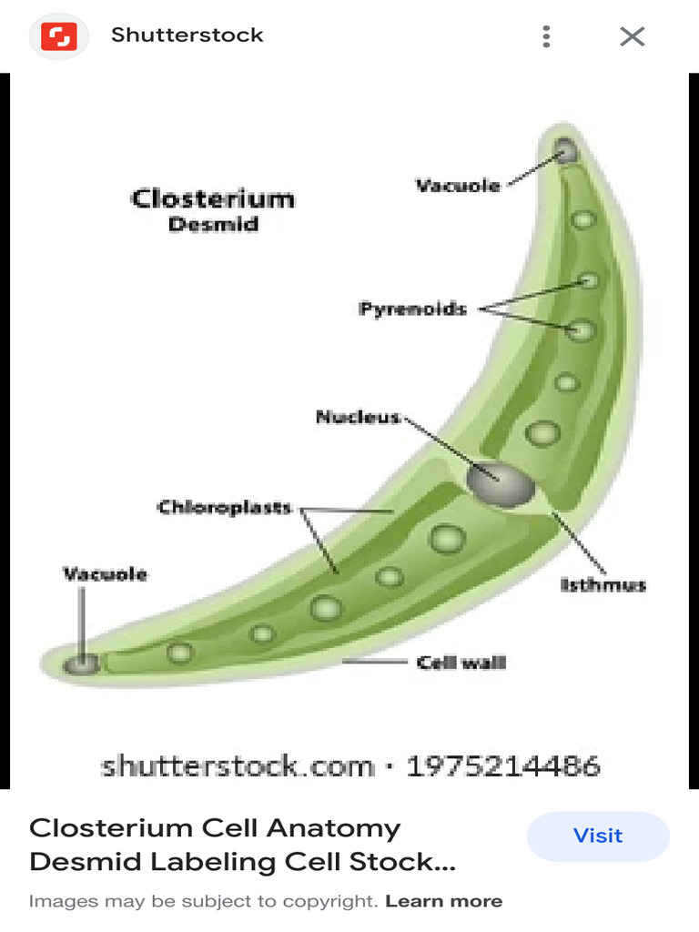 Closterium Labelled Diagram - Google Search | PDF