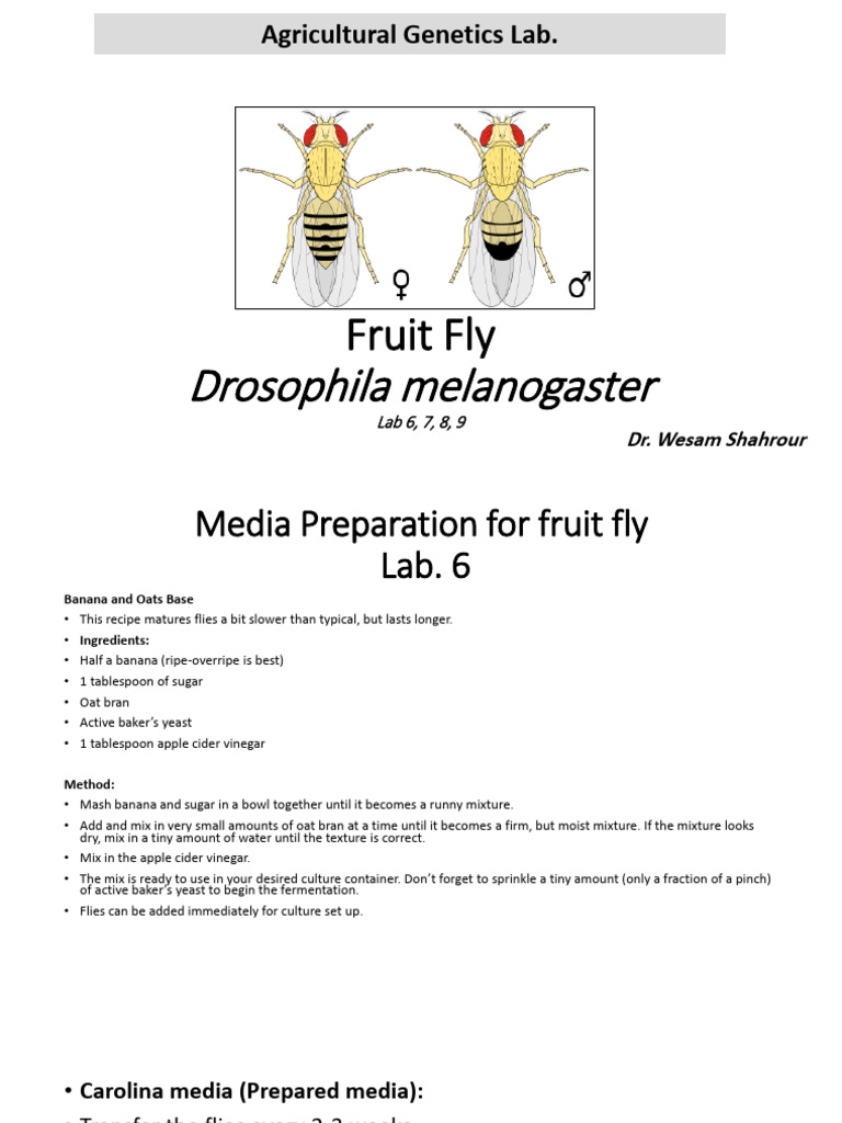 Lab. 6,7,8. Fruit Fly (Autosaved) | PDF | Drosophila Melanogaster ...