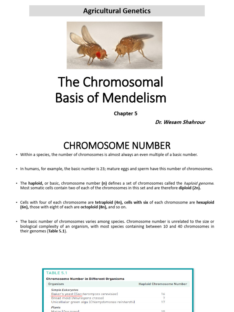 Chromosomal Basis of Mendelism Explained | PDF | Ploidy | Zygosity
