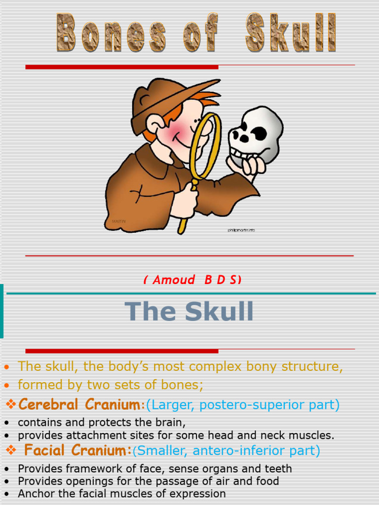 Bones of Skull | PDF | Skull | Human Nose
