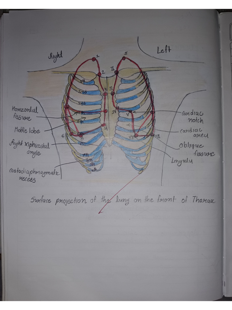 Surface Anatomy | PDF