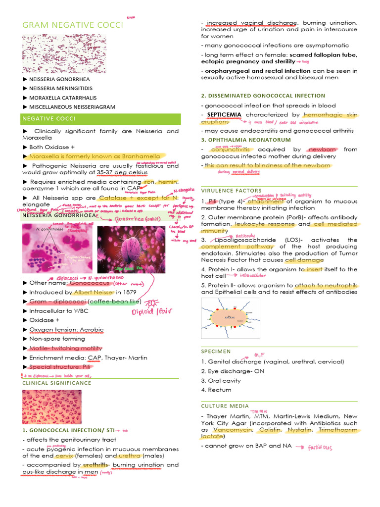Overview of Gram-Negative Cocci Infections | PDF | Diseases And ...