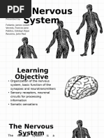 Nervous System Mind Map | PDF | Neuron | Axon