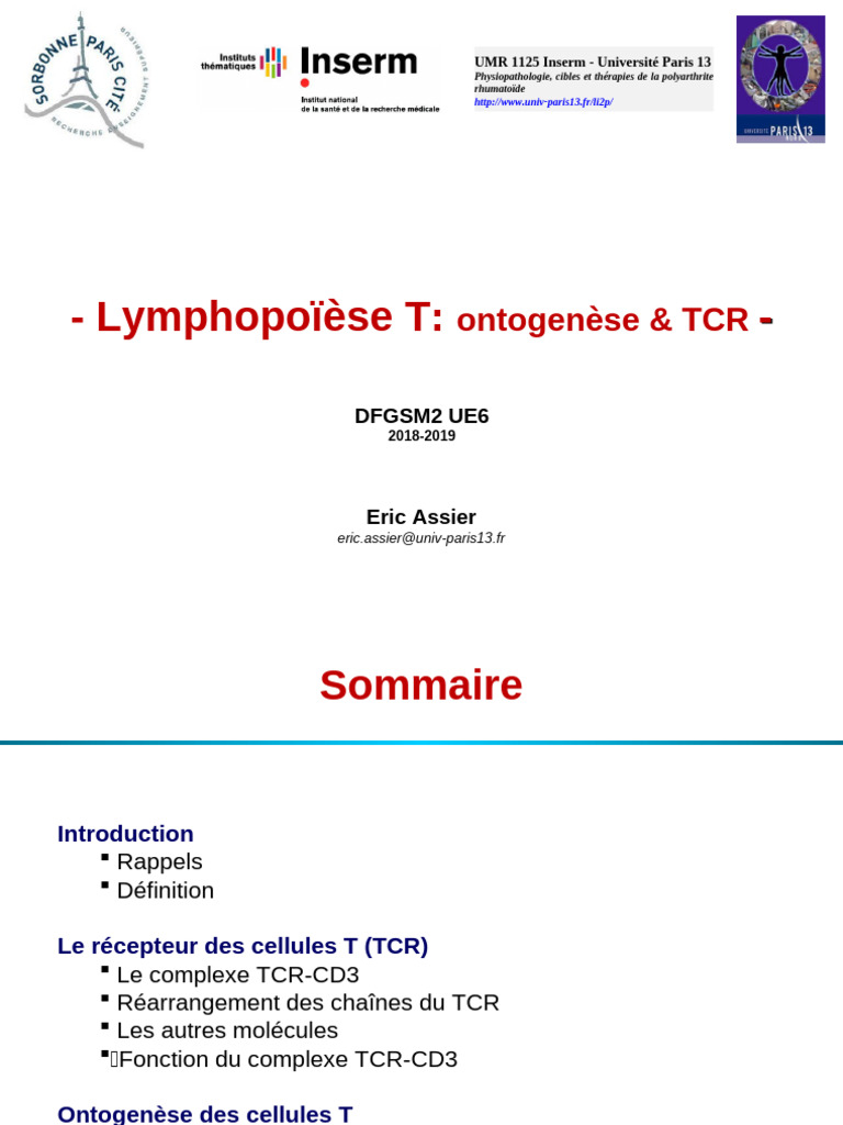 DIAPO 4 TCR Et Lymphopoïèse T 27 03 2019 | PDF | Lymphocyte T ...