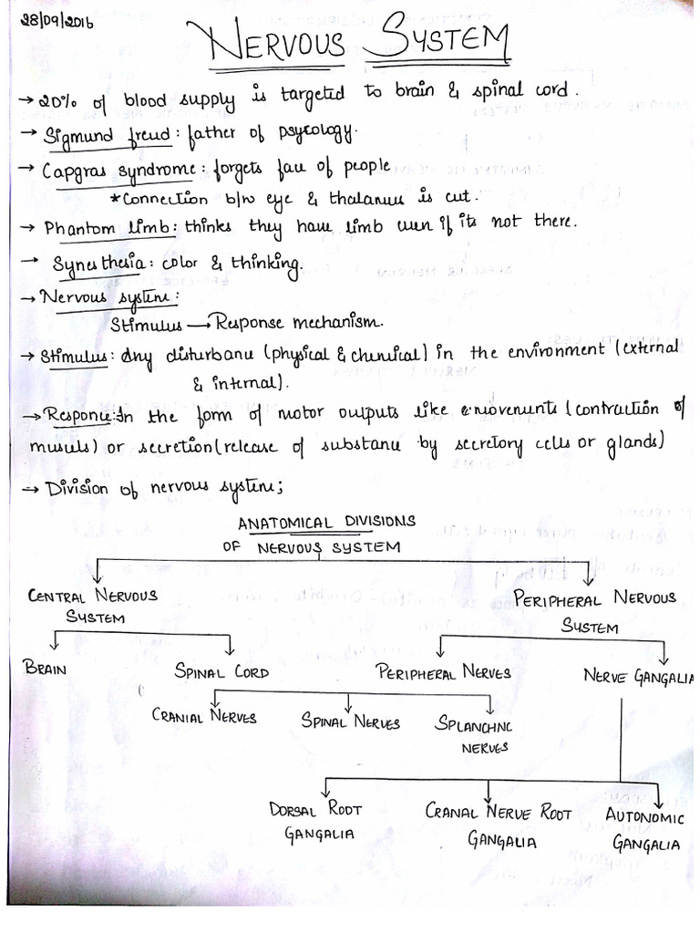 Central Nervous System | PDF