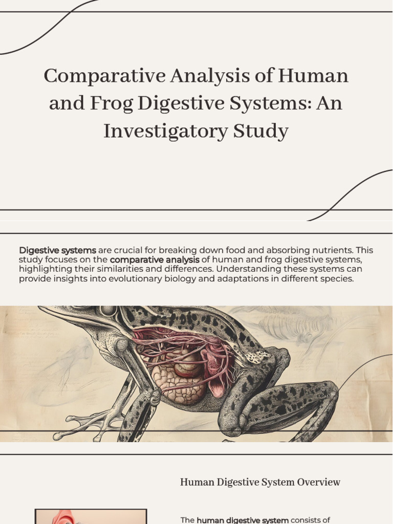 Human vs. Frog Digestive Systems Analysis | PDF