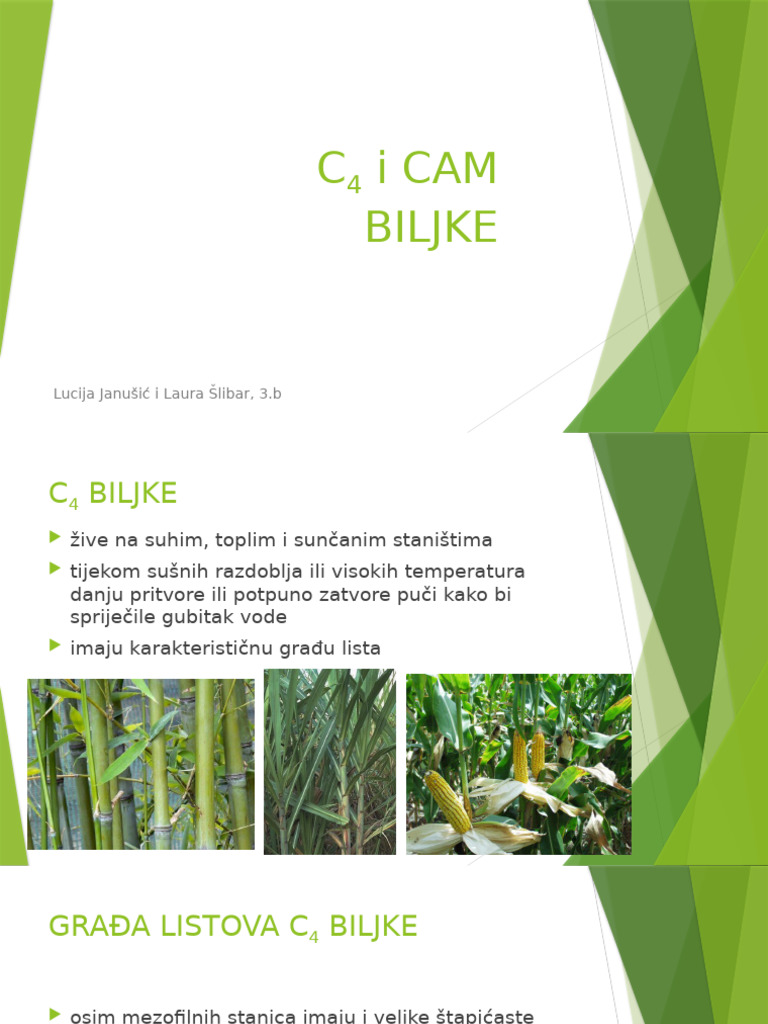 C4, CAM I Utjecaj Čimbenika | PDF