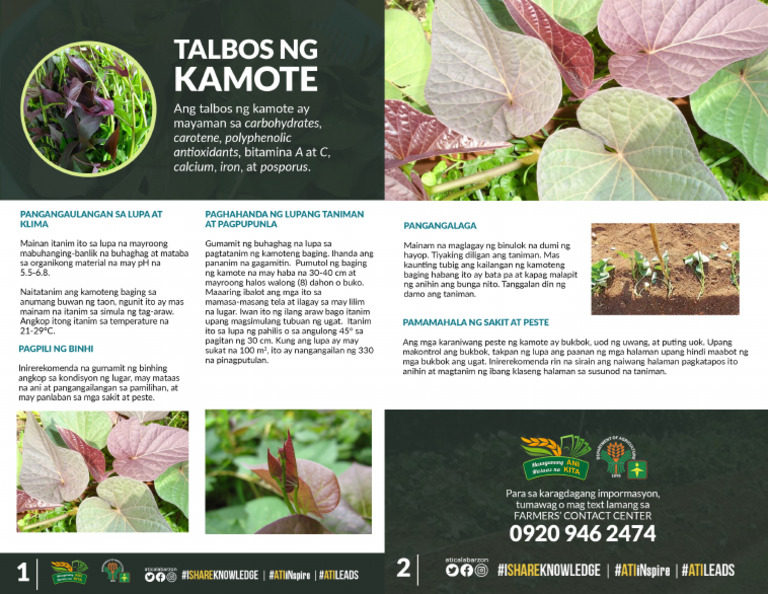 Gabay Sa Pagtatanim NG Talbos NG Kamote | PDF