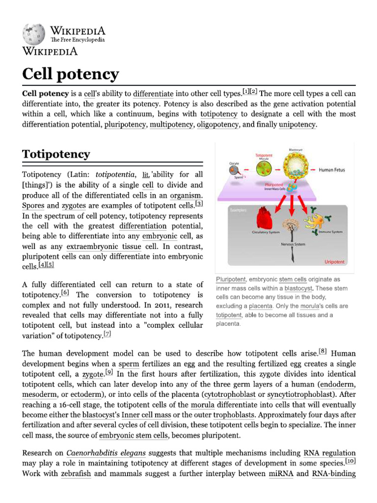 Cell Potency | PDF