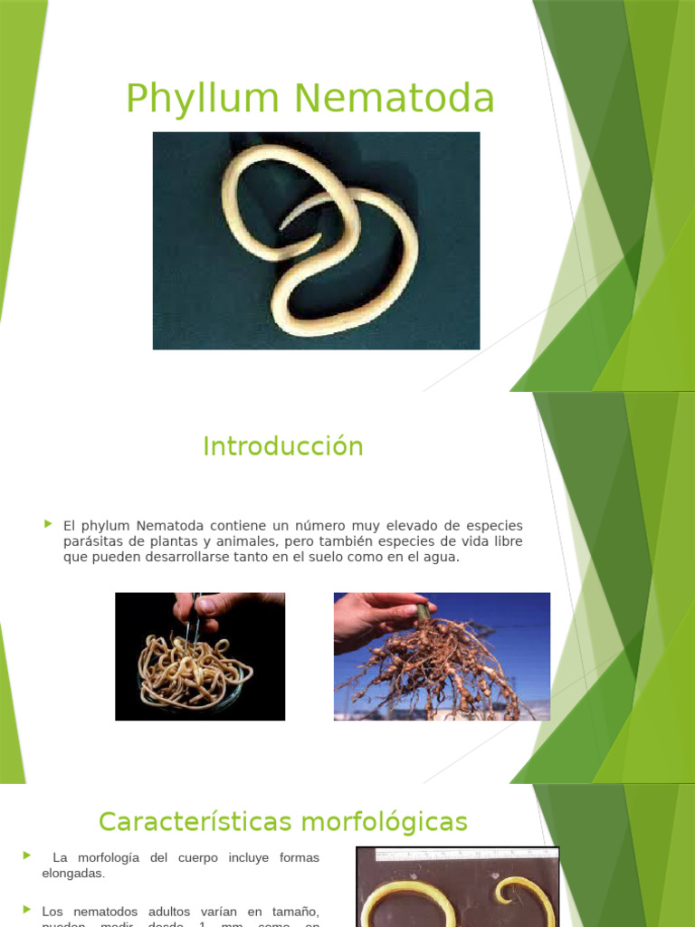 Nematoda | PDF | Nematodo | Sistema reproductivo