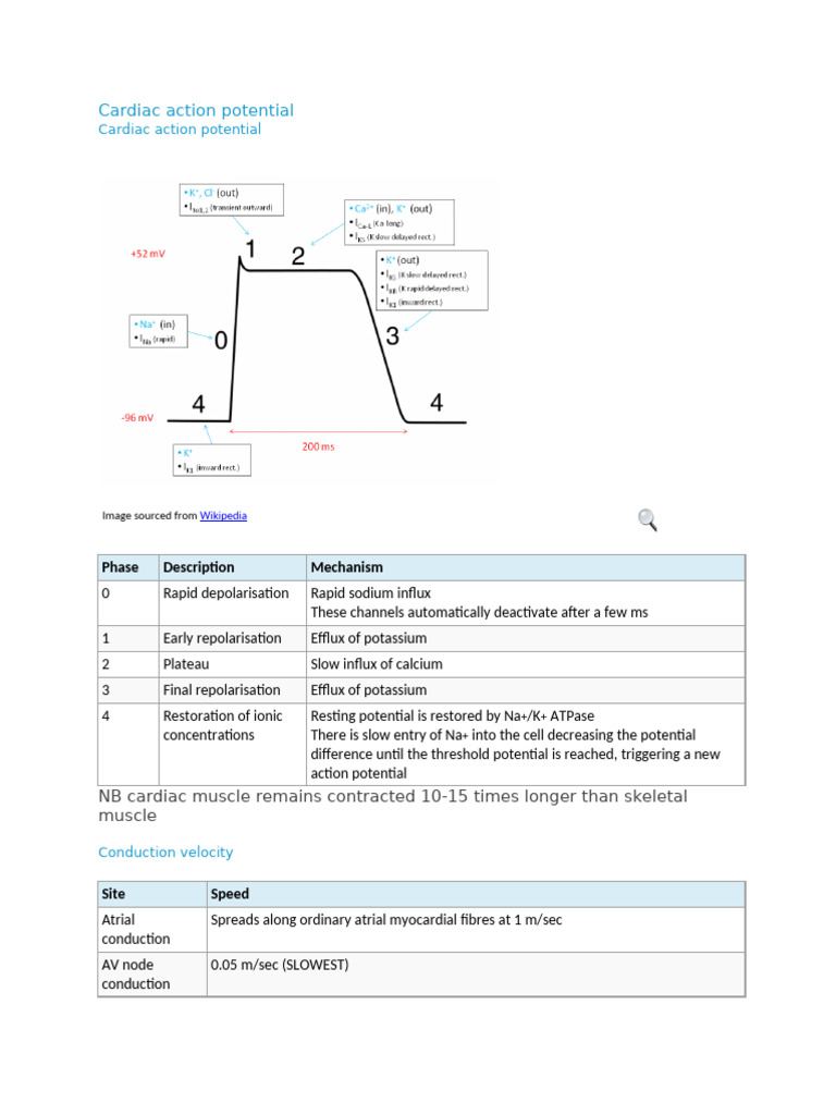 Cardiac Action Potential | PDF