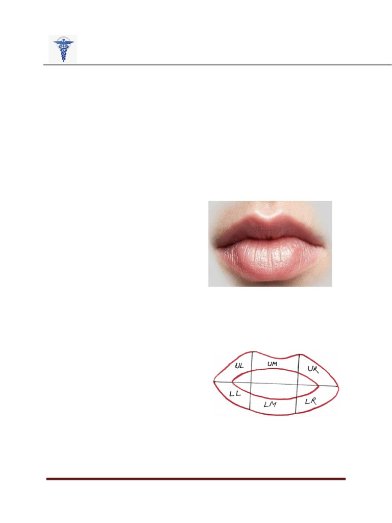 A Review on Lip Prints | PDF | Lip | Forensic Science