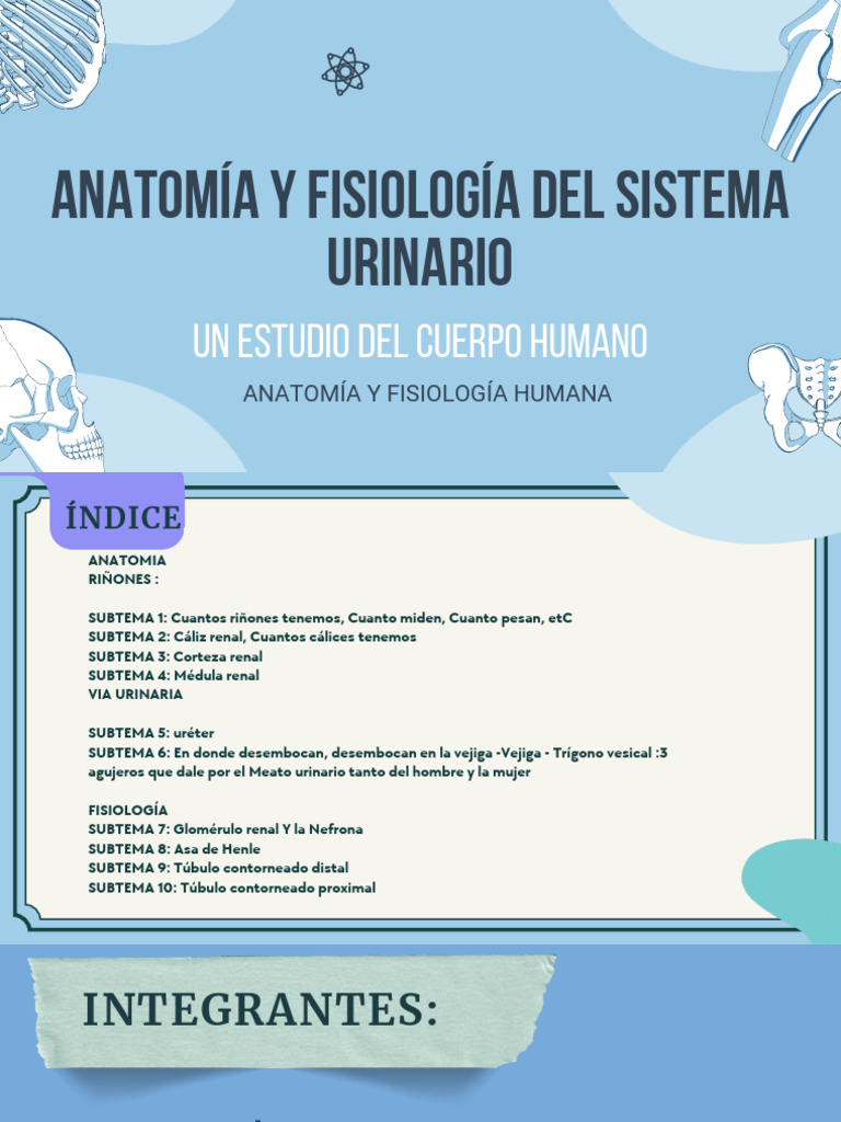 ANATOMIA Y FISIOLOGIA DEL SISTEMA URINARIO | PDF | Riñón | Sistema urinario