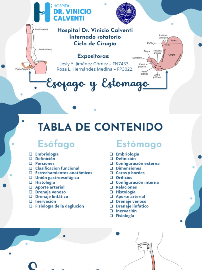 Anatomía y Fisiología del Esófago y Estómago | PDF | Estómago | Esófago