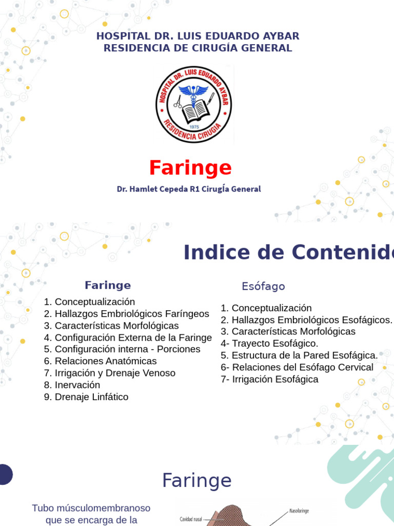 Drenaje y Anatomía Faringe-Esófago | PDF | Esófago | Laringe