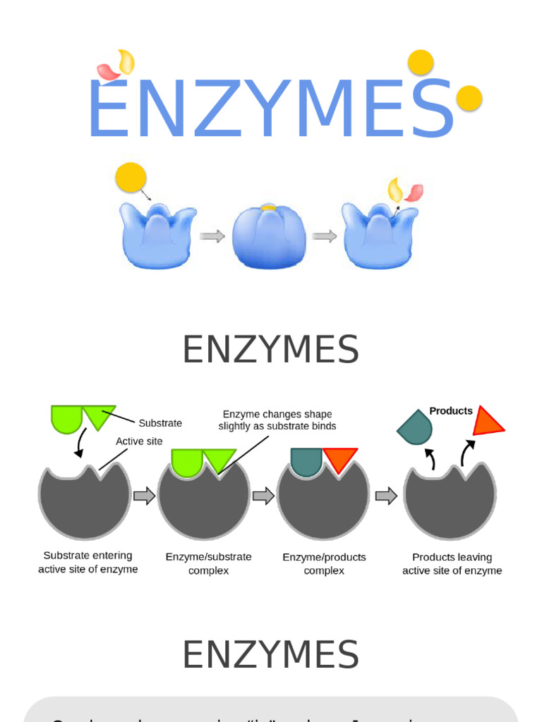 Enzymes | PDF