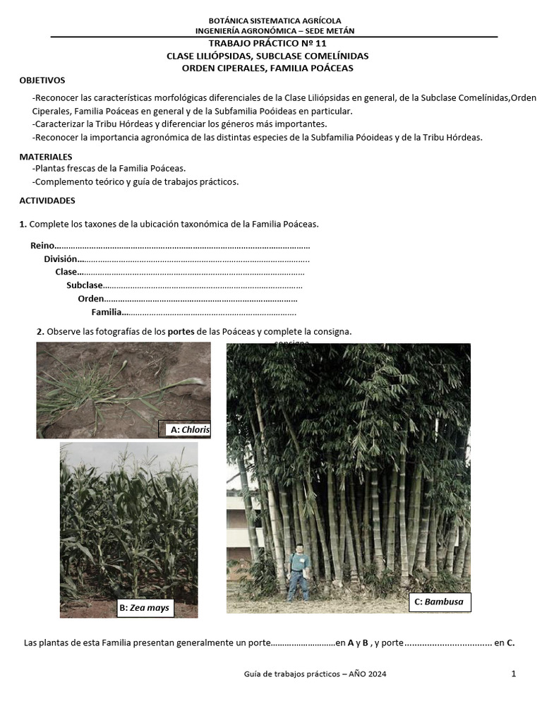 TP N°11 Poaceas 1 - Tribu Hórdeas | PDF | Cebada | Ramas de la botánica