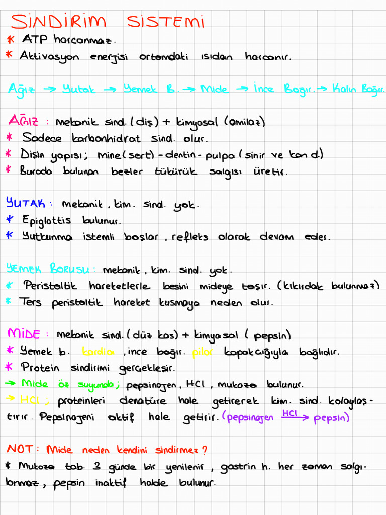 Sindirim Sistemi 250108 215105 | PDF