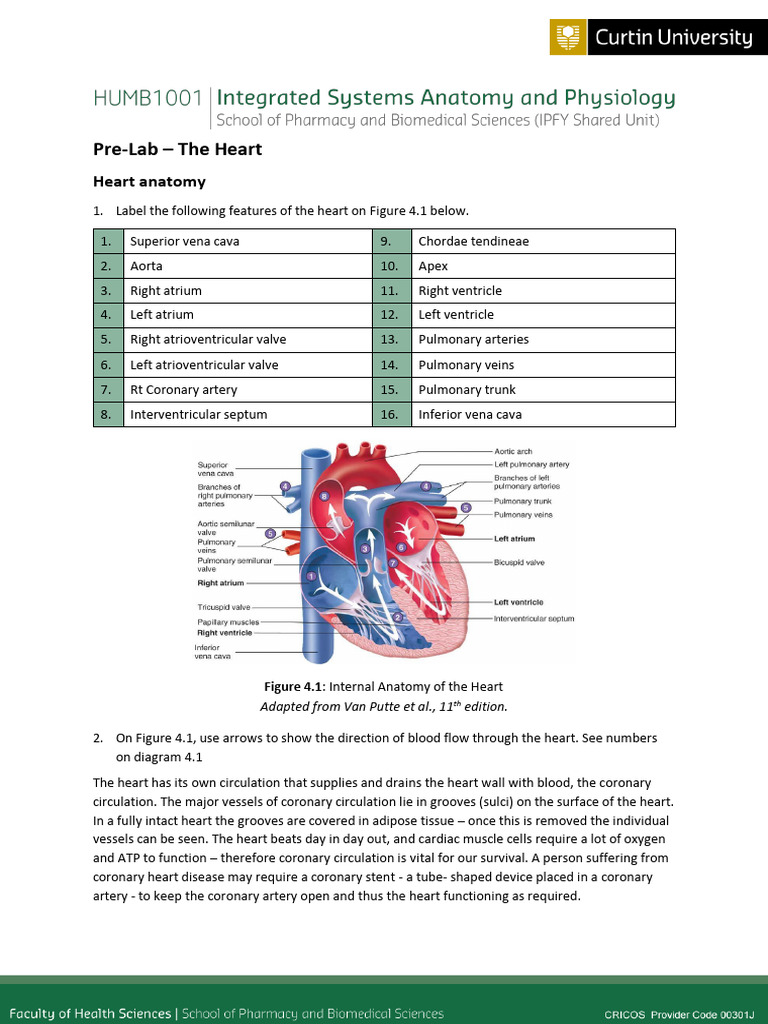 Pre-Lab The Heart | PDF | Coronary Circulation | Heart