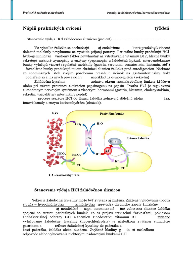 11 Tyzden Ls | PDF