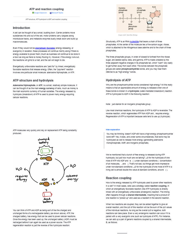 ATP: Energy Currency in Cells | PDF | Adenosine Triphosphate ...