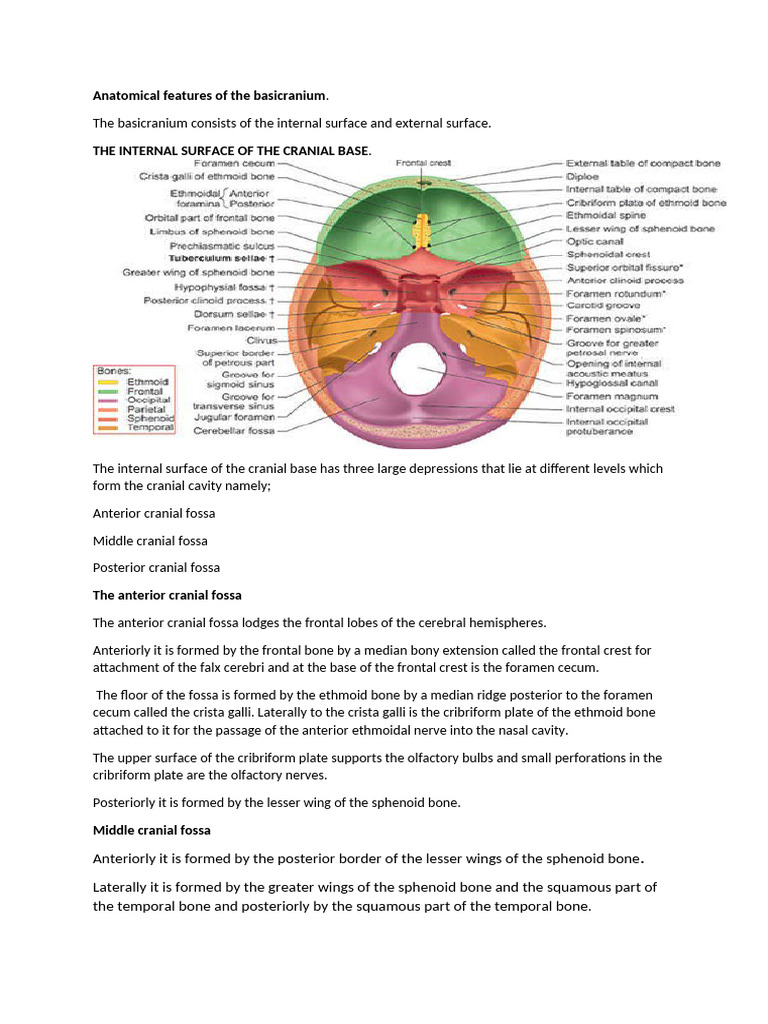 Anatomical Features of The Basicranium-1 | PDF | Human Anatomy | Skull