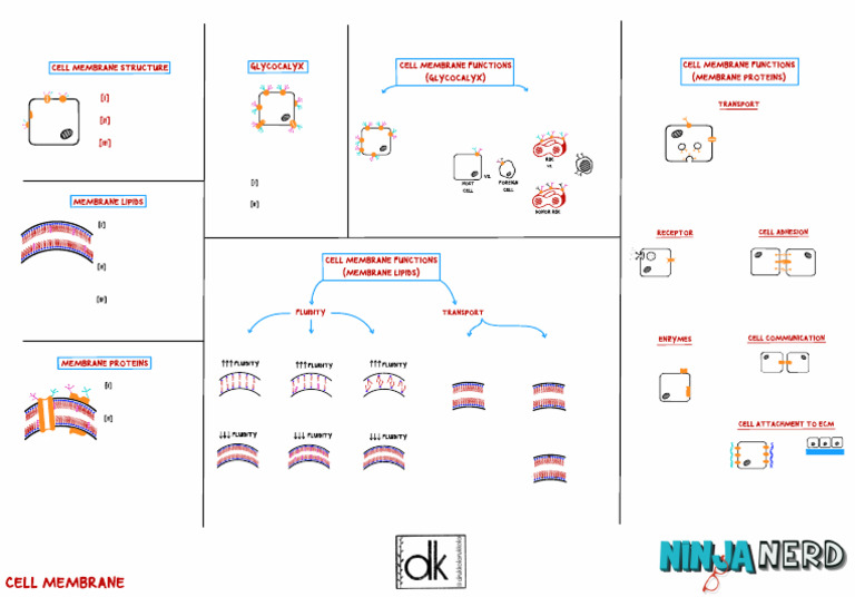 Cell Membrane Structure & Function atf | PDF