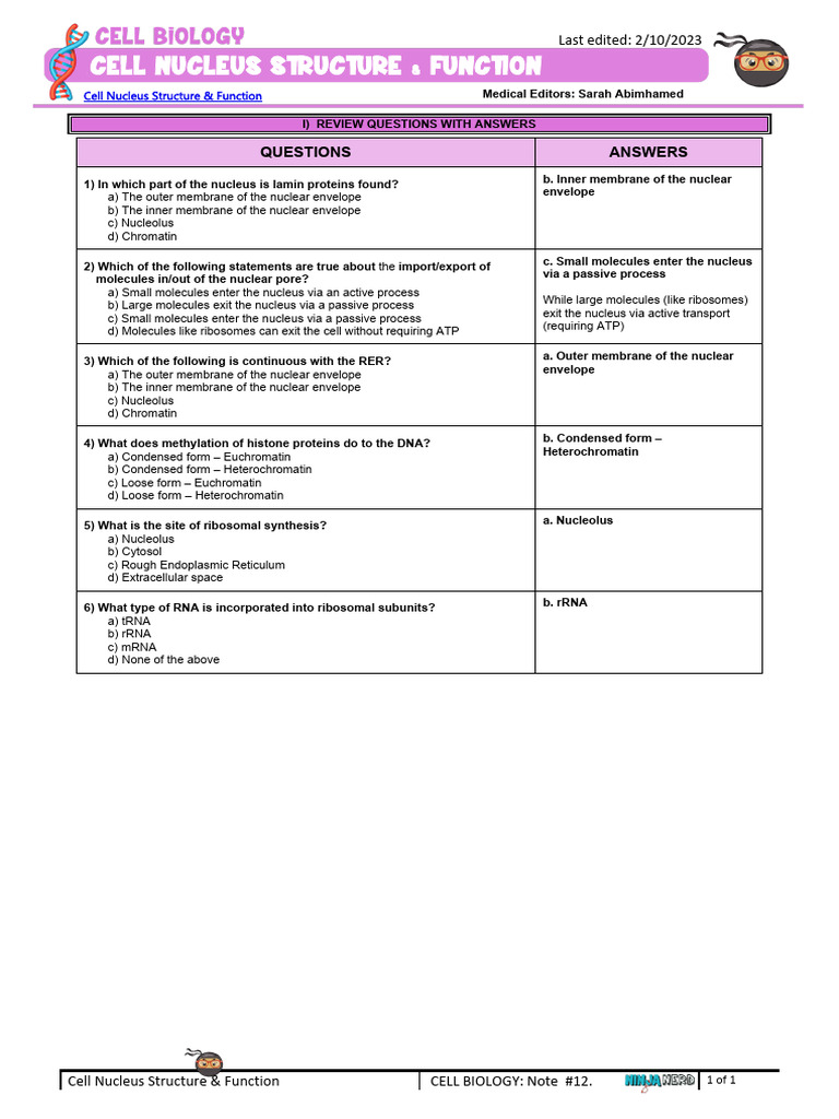 Cell Nucleus Structure & Function (3) atf | PDF | Cell Nucleus | Ribosome